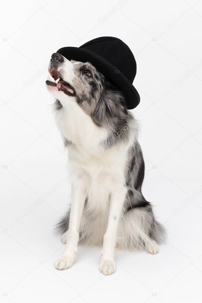 Un perro guapo tiene un sombrero negro en la cabeza. Border Collie ...
