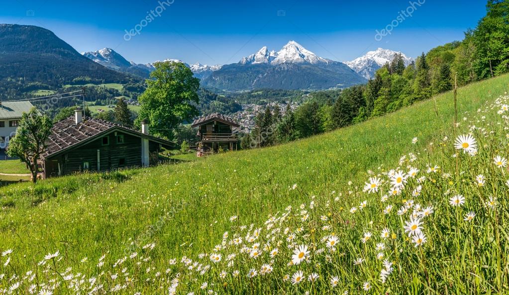 Bavarian Alps with beautiful flowers and Watzmann in springtime ...