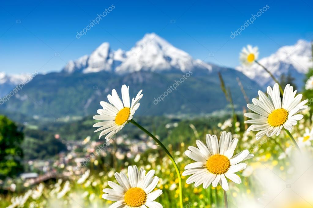 Beautiful blooming mountain flowers in snowcapped Alps in spring Stock ...