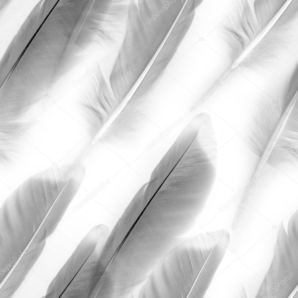 Seamless pattern with scanned feathers — Stock Photo © Chevnenko #102205006
