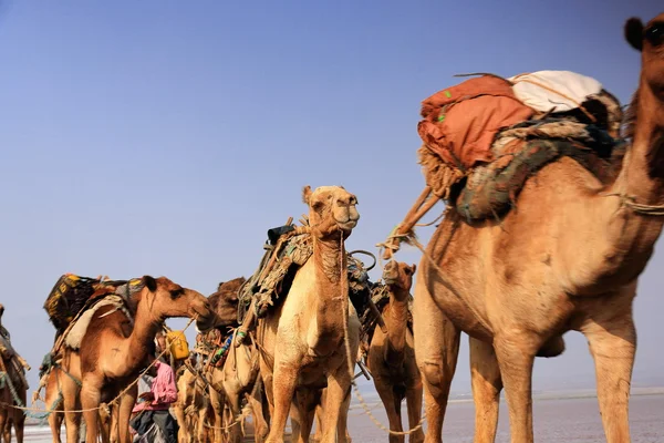 Caravans Images, Royalty-free Stock Caravans Photos & Pictures ...