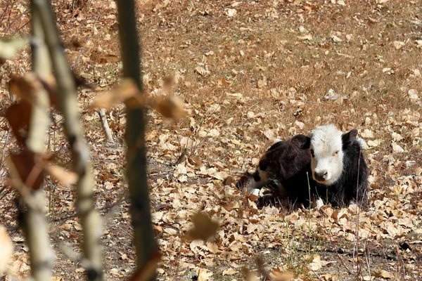 Tibetan dzo or cow-yak hybrid. Gepelwater Mill area-Tibet. 1657 - Stock ...