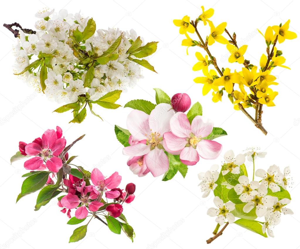 Blossoms of apple and pear tree, cherry twig. — Stock Photo ...