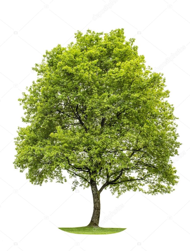 Green oak tree isolated on white background. Nature object — Stock ...