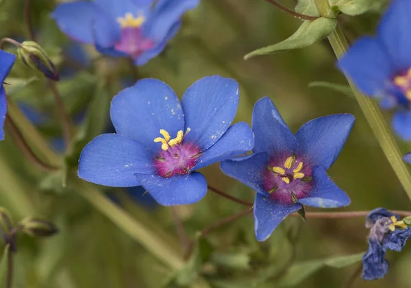 Anagallis sp pimpinela roja azul-escarlata ambrosía pequeña flor de ...