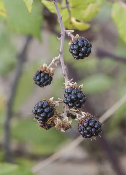 Blackberry border images libres de droit, photos de Blackberry border ...