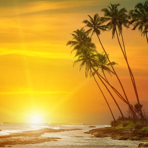 sun rise, tropical palm trees and ocean - Stock Image - Everypixel