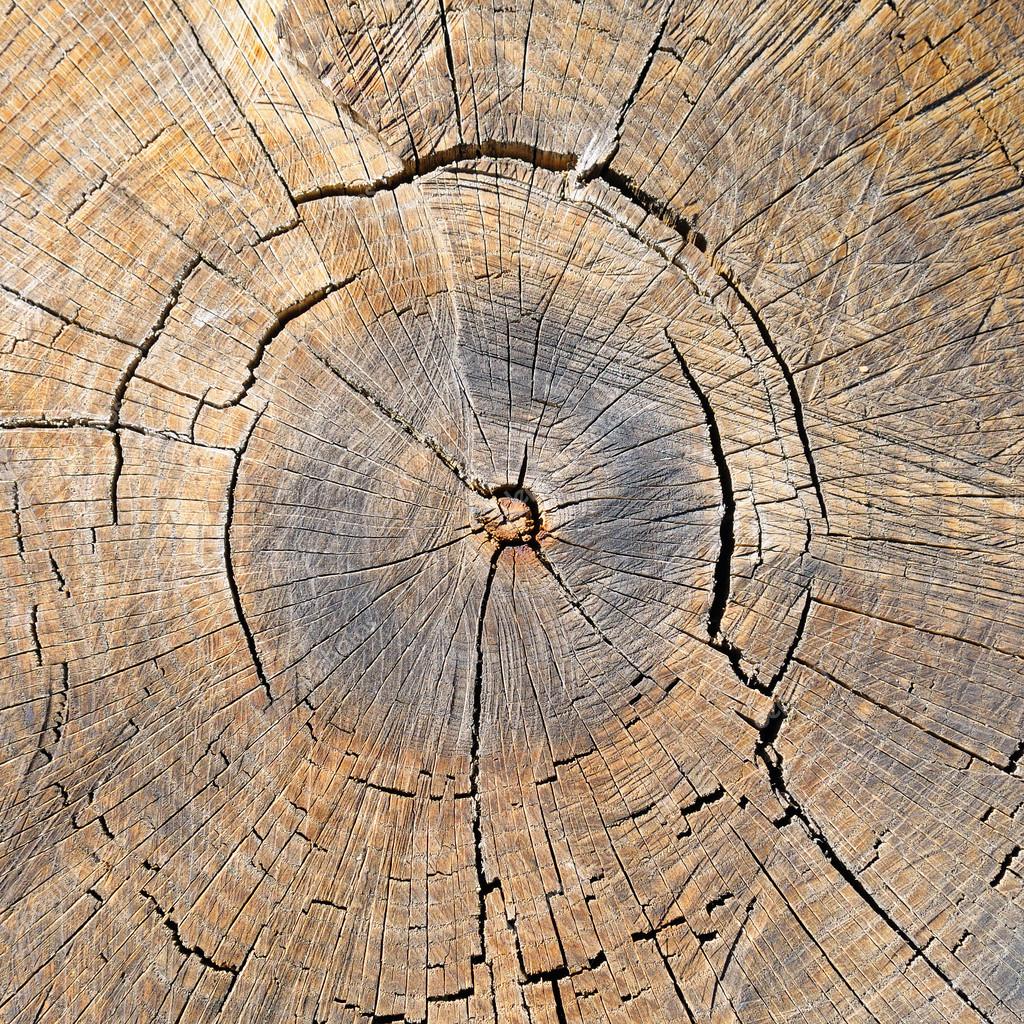 Texture of the oak stump, background top view Stock Photo by ©Alinamd ...
