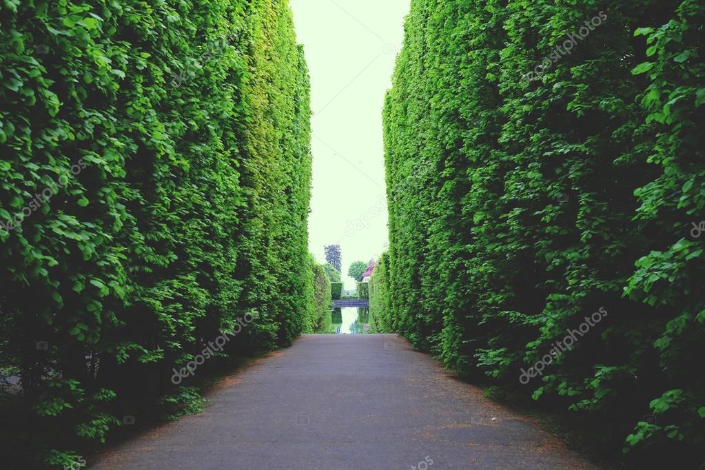 Hedge and road Stock Photo by ©Qzian 116300486