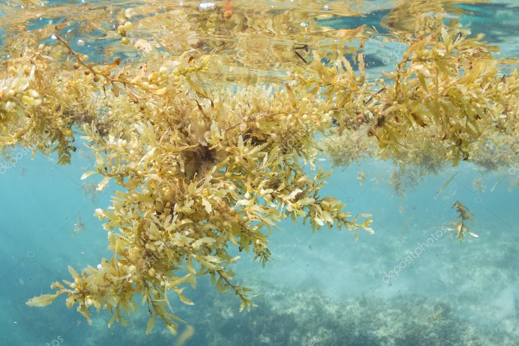 Sargassum seaweed floating underwater Stock Photo by ©czuber 81070398