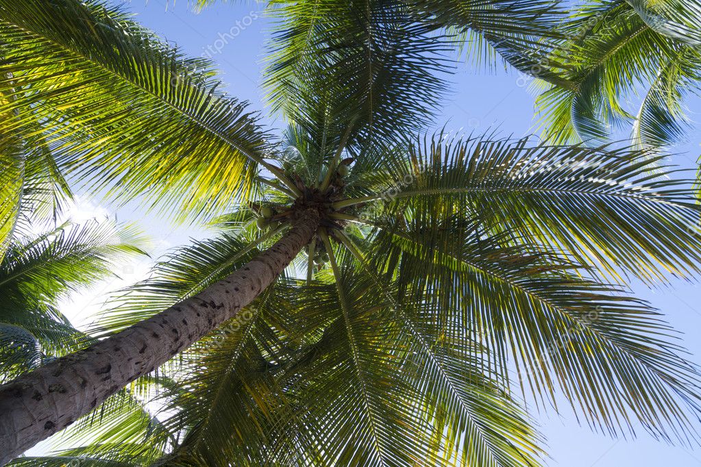 Underneath coconut palm Stock Photo by ©czuber 91423510
