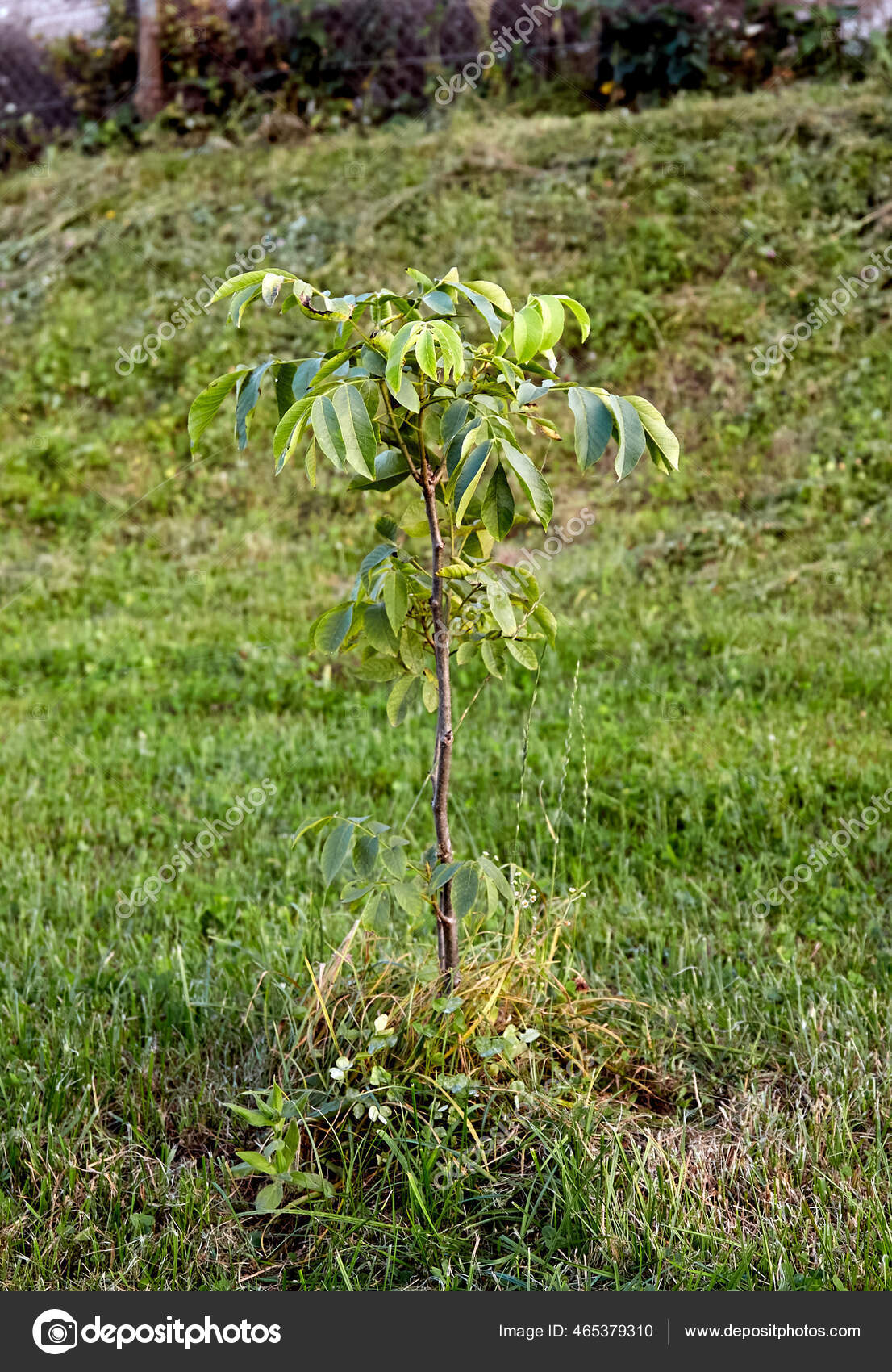 Young Walnut Tree