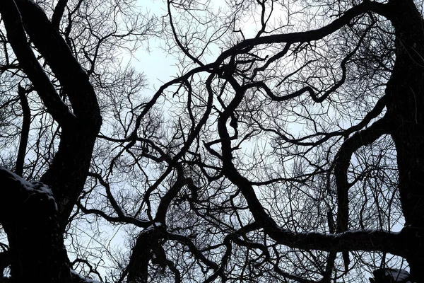 Dark Tree Background Images