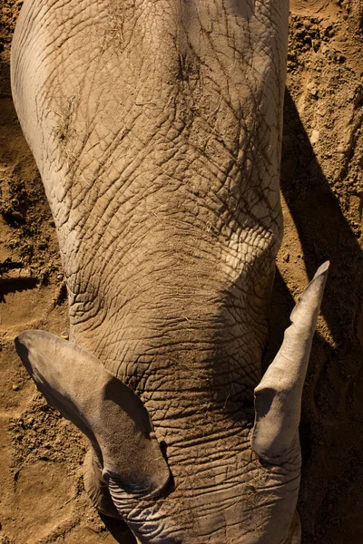 ᐈ Elephant top view stock photos, Royalty Free elephant top view images ...