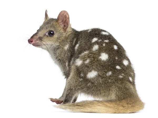 Quoll Stock Photos, Royalty Free Quoll Images | Depositphotos