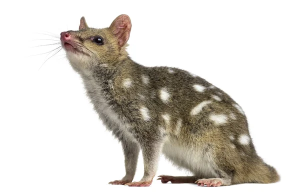 Quoll Stock Photos, Royalty Free Quoll Images | Depositphotos