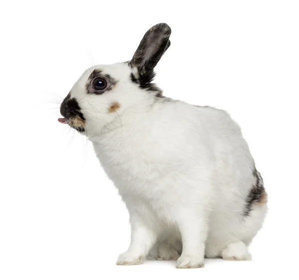 English spot rabbit Stock Photos, Royalty Free English spot rabbit ...