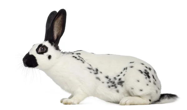 English spot rabbit Stock Photos, Royalty Free English spot rabbit ...