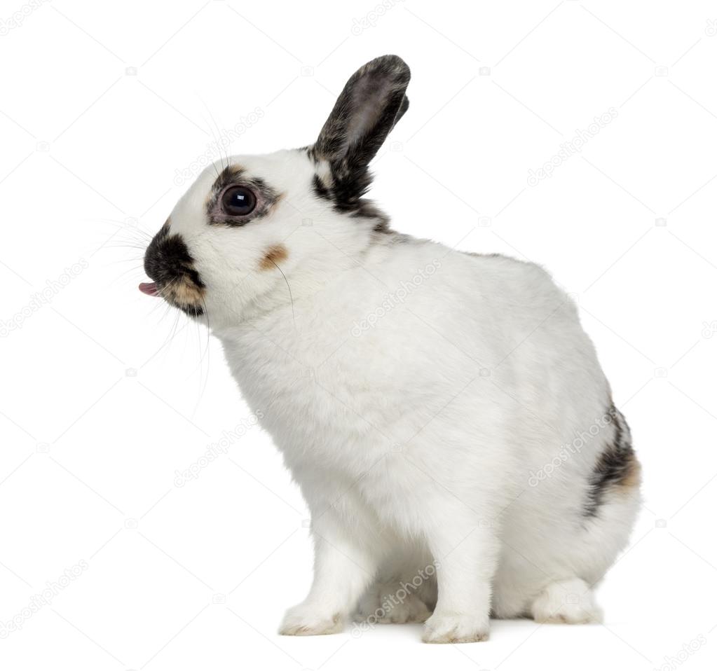 English spot rabbit isolated on white Stock Photo by ©lifeonwhite 103838732
