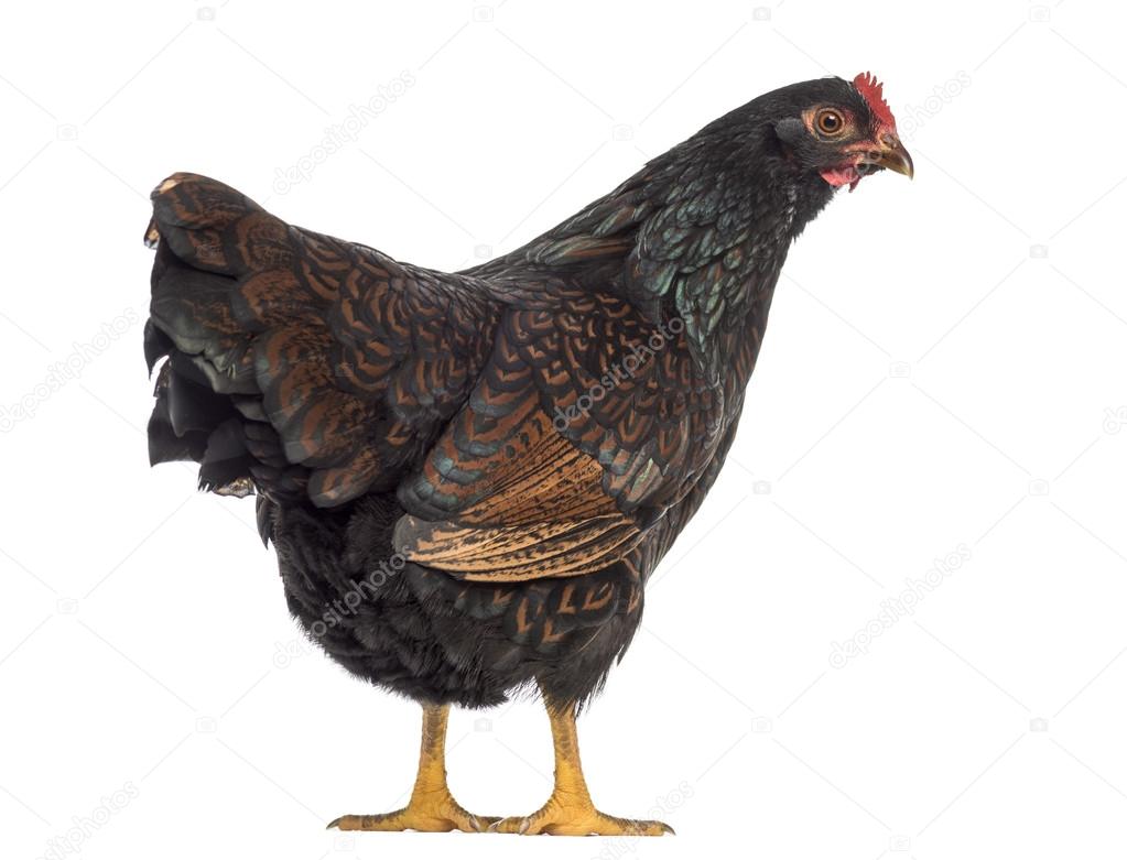 Barnevelder double-laced Hen isolated on white — Stock Photo ...