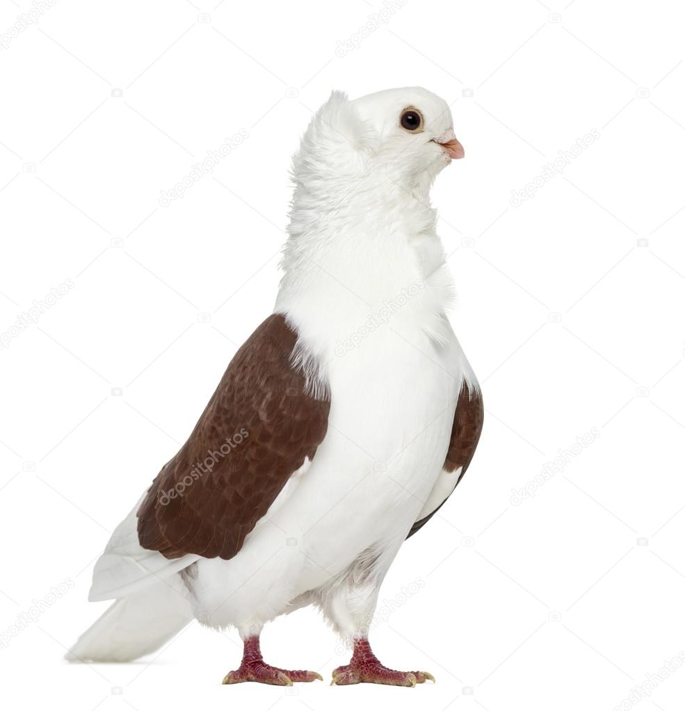 Old German Owl Pigeon isolated on white — Stock Photo © lifeonwhite ...