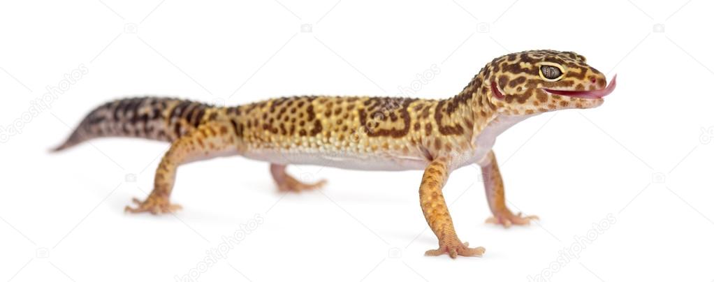 Leopard Gecko standing up, isolated on white — Stock Photo ...