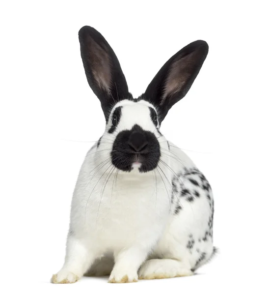 English spot rabbit Stock Photos, Royalty Free English spot rabbit ...