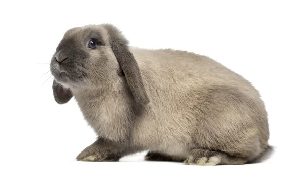 Holland lop rabbit Stock Photos, Royalty Free Holland lop rabbit Images ...