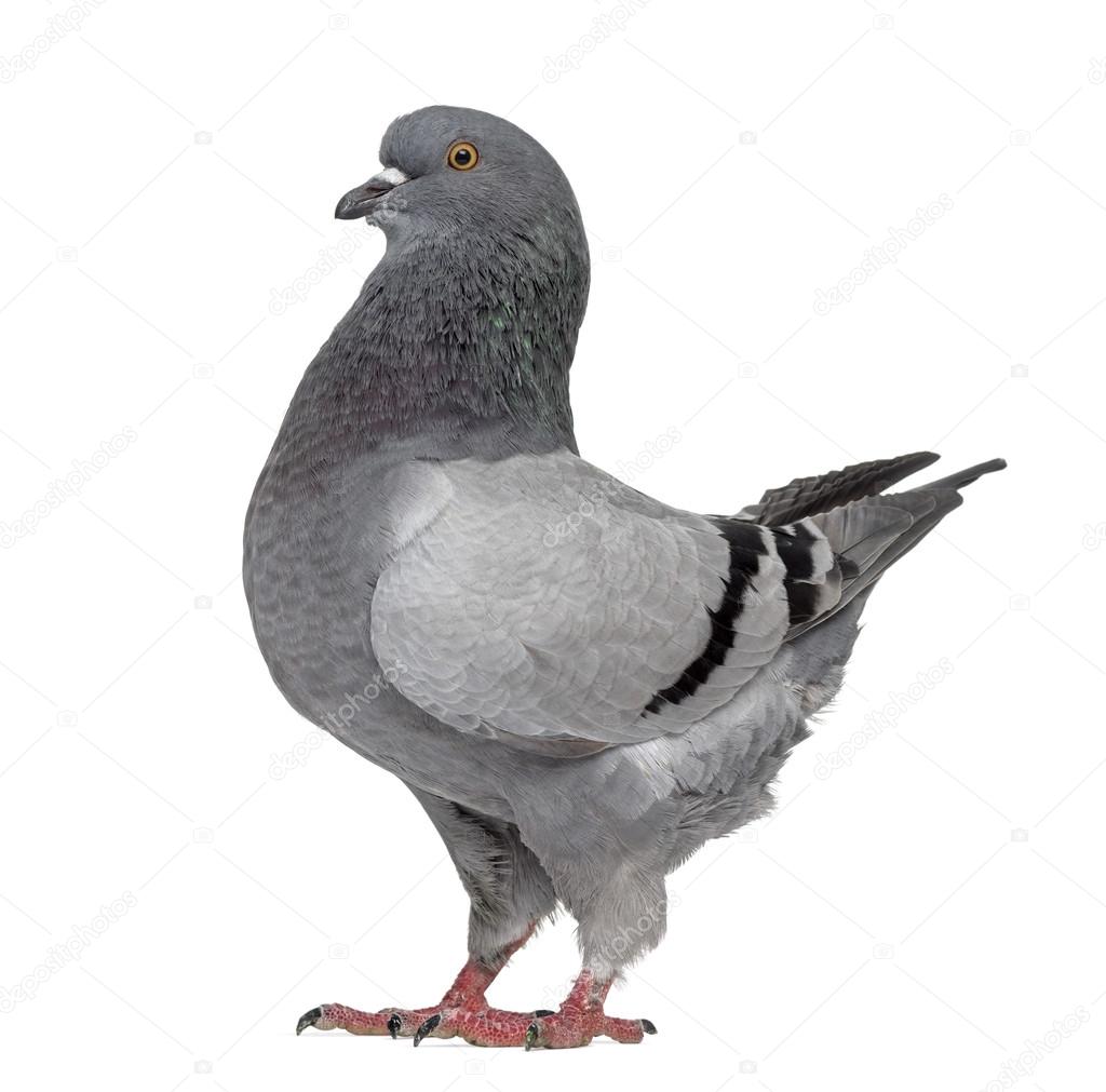 Black King Pigeon isolated on white — Stock Photo © lifeonwhite #124165778