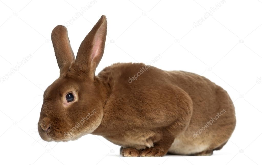 Side view of Rex rabbit leaning isolated on white Stock Photo by ...