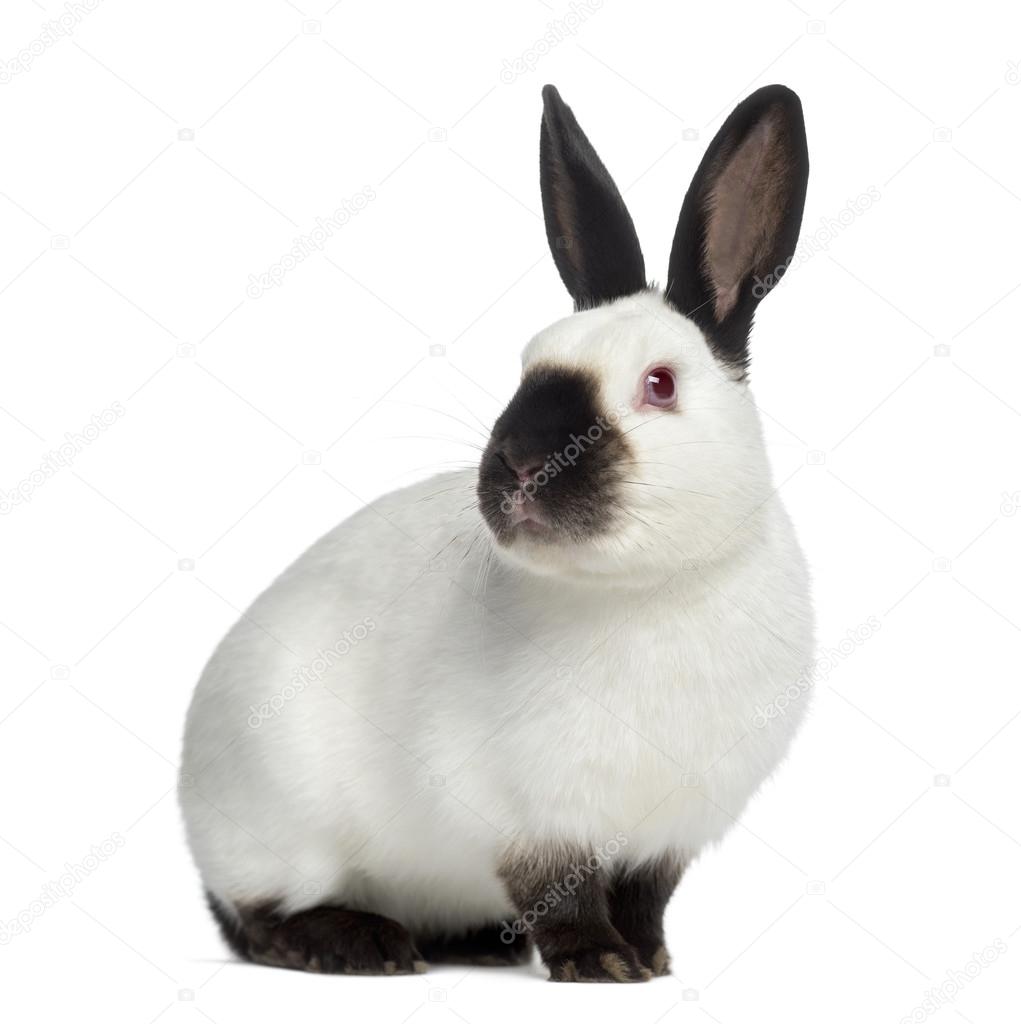 Russian rabbit isolated on white Stock Photo by ©lifeonwhite 124169622