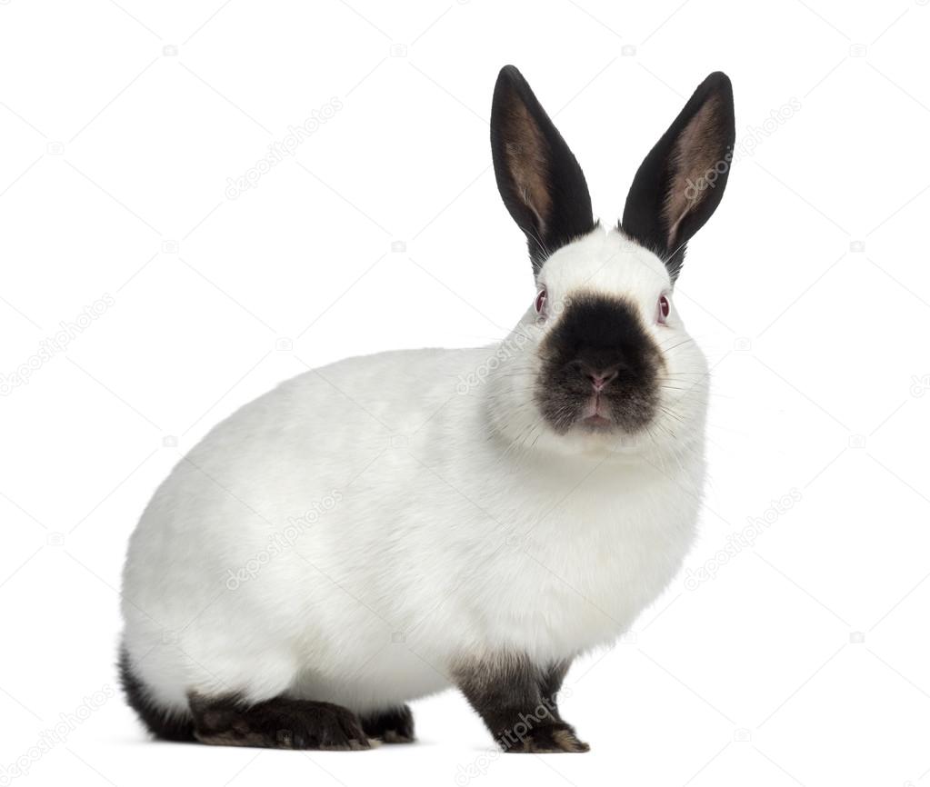 Side view of Russian rabbit isolated on white — Stock Photo ...