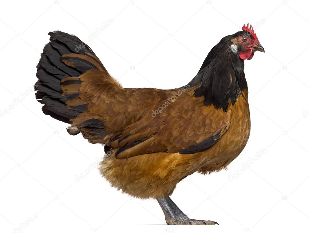 Side view of a Vorwerk chicken isolated on white — Stock Photo ...