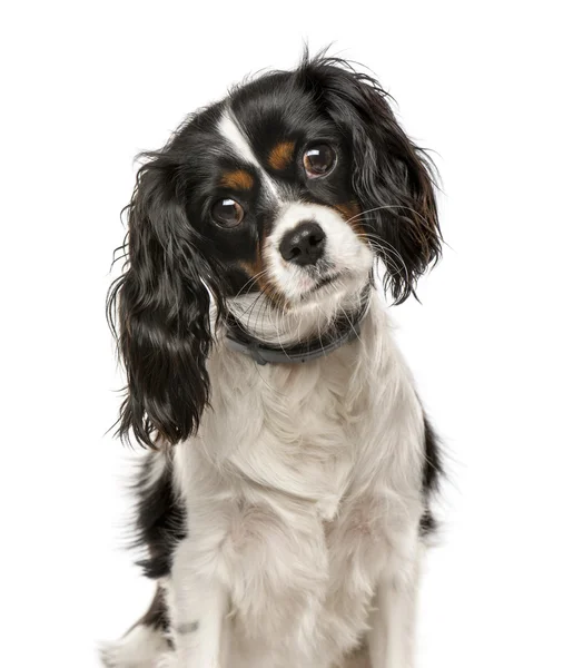 English setter Stock Photos, Royalty Free English setter Images ...