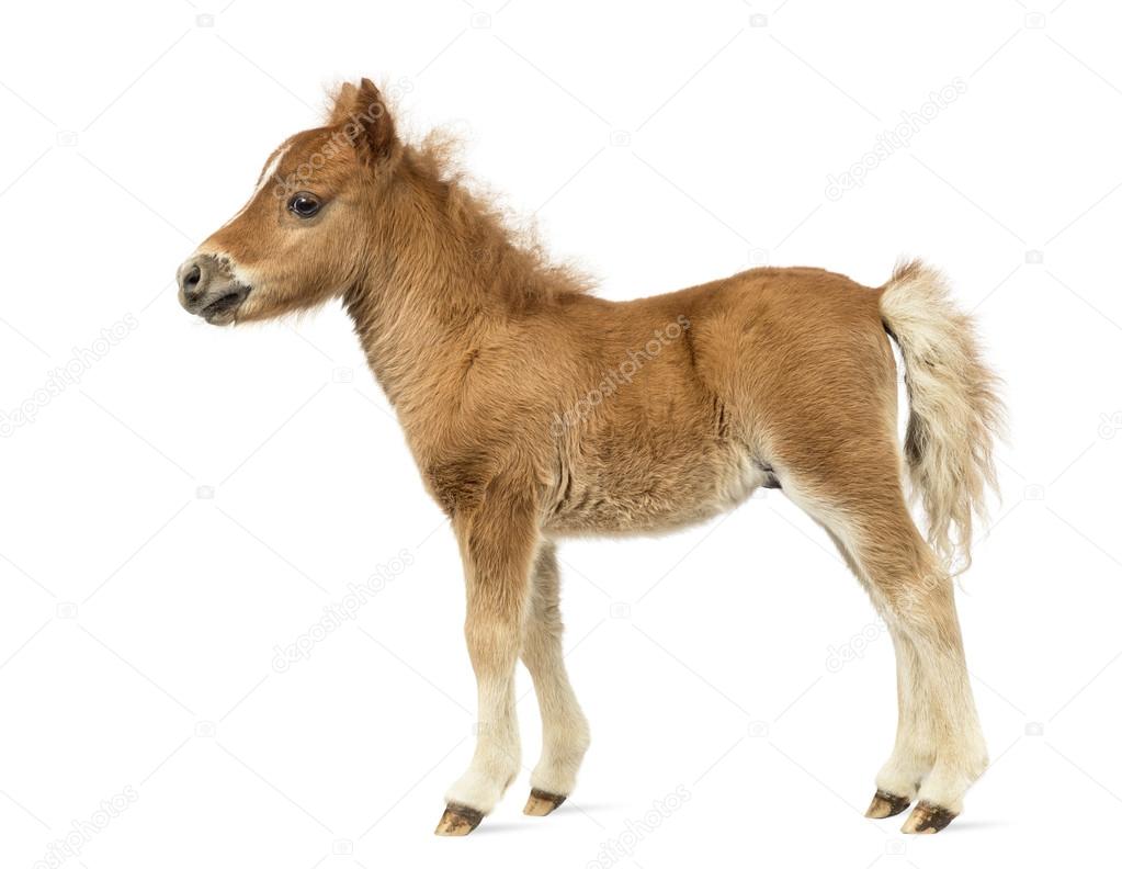 Side view of a young poney, foal against white background — Stock Photo ...