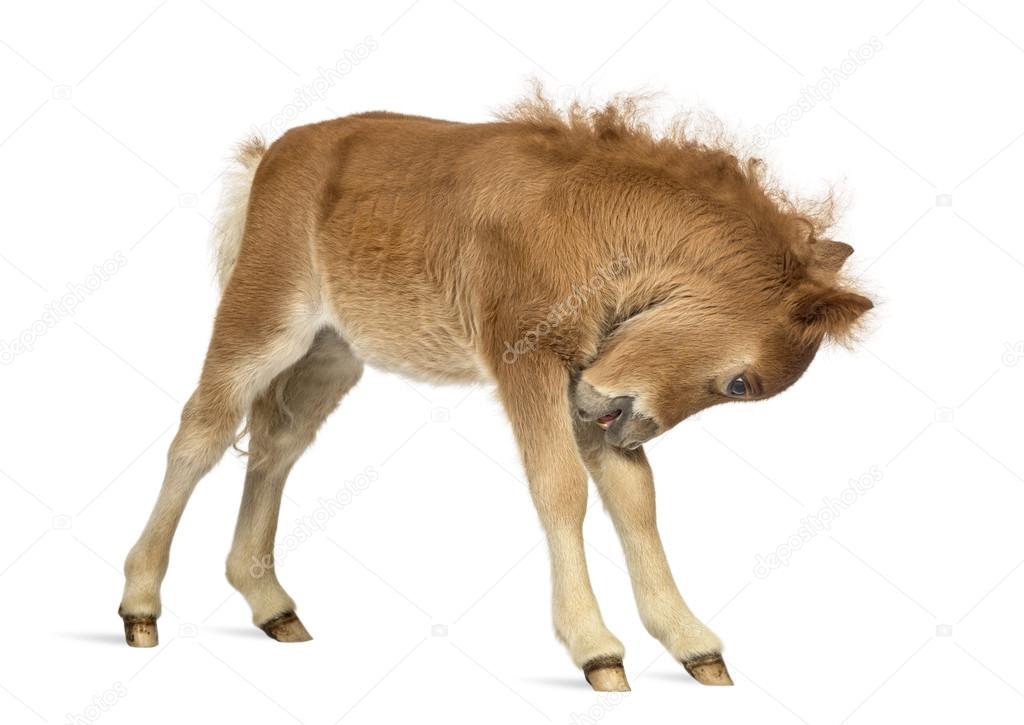 Young Poney scratching, foal against white background Stock Photo by ...
