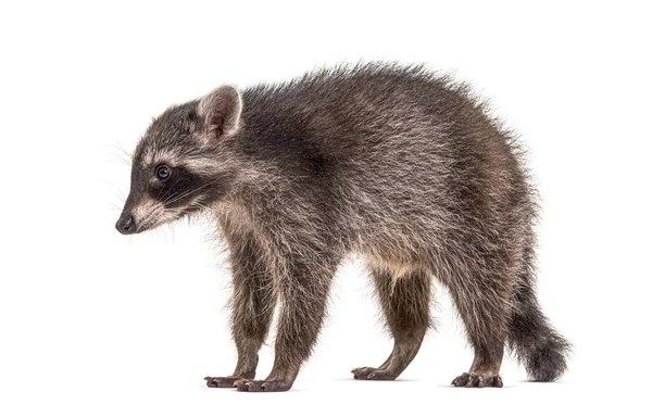 Ugly raccoon Stock Photos, Royalty Free Ugly raccoon Images | Depositphotos