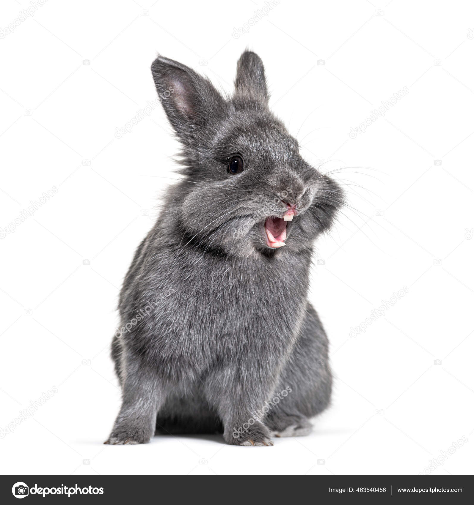 Expressive Grey Young Rabbit Standing Front Isolated Making Face Stock ...