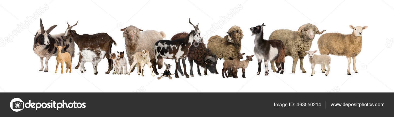 Group Many Goats Sheep Row Isolated — Stock Photo © lifeonwhite #463550214