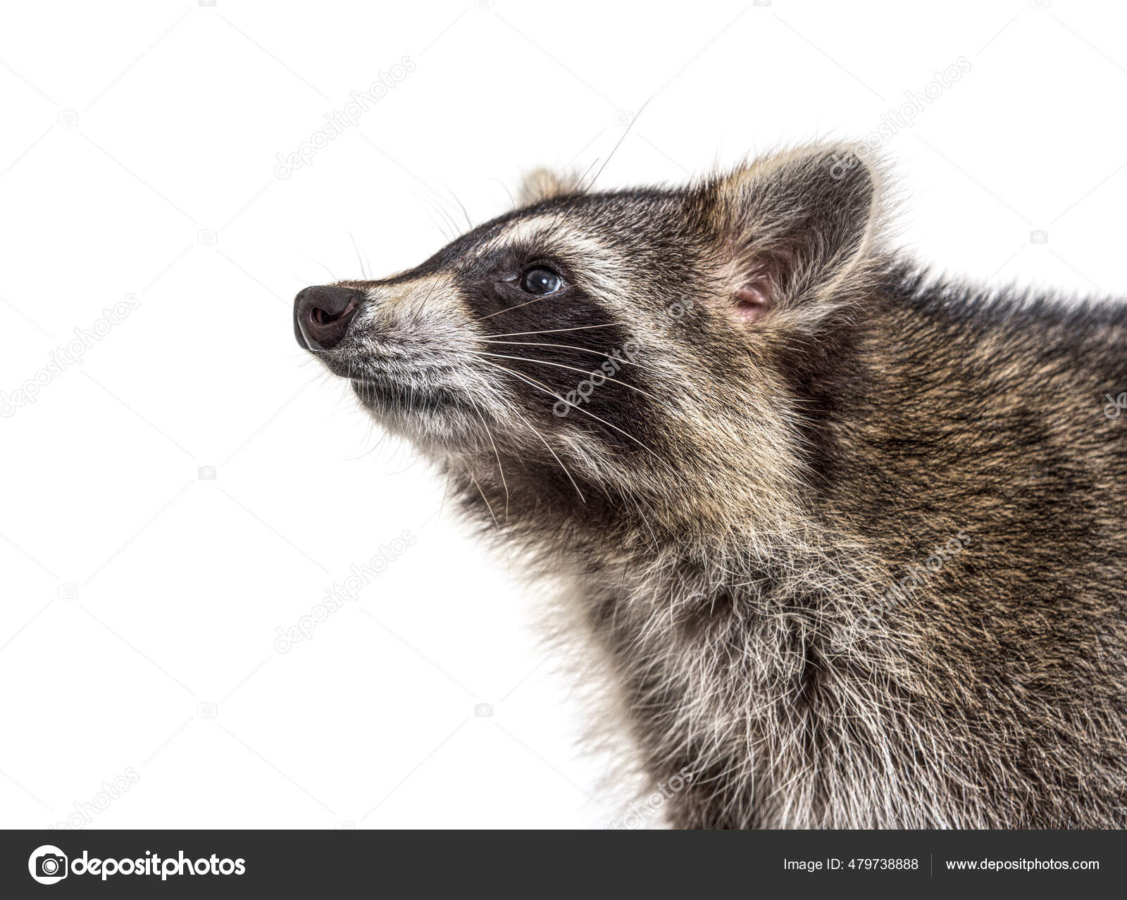 Side View Close Three Months Old Young Raccoon Front Isolated — Stock ...