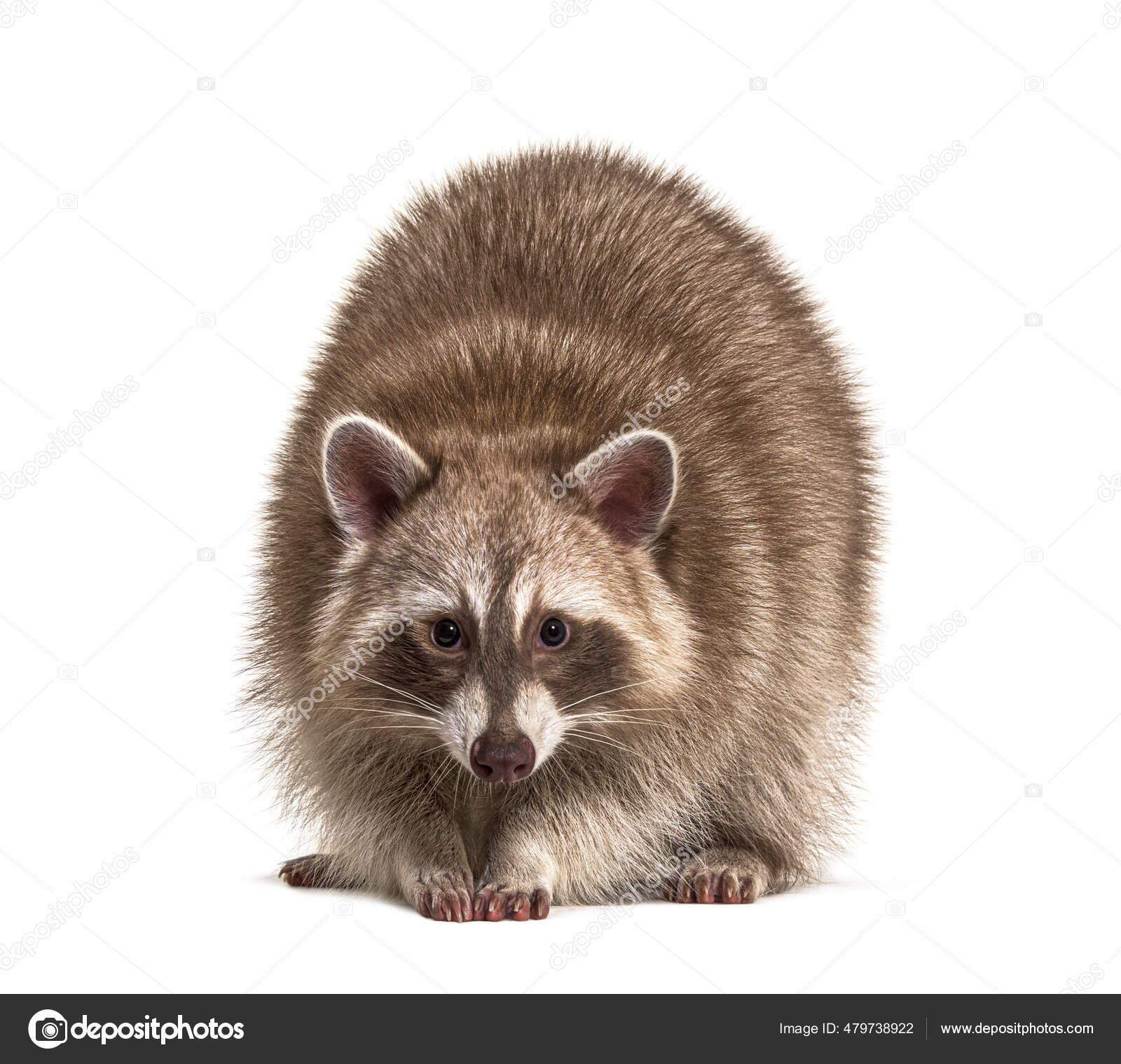 Red Raccoon Isolated Standing Front — Stock Photo © lifeonwhite #479738922