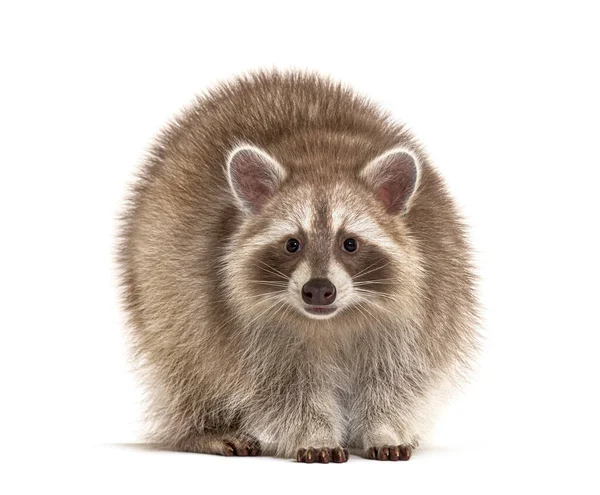 Kouon Stock Photos, Royalty Free Kouon Images | Depositphotos