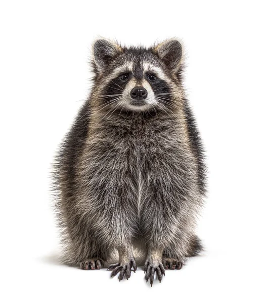 Raccoon look Stock Photos, Royalty Free Raccoon look Images | Depositphotos