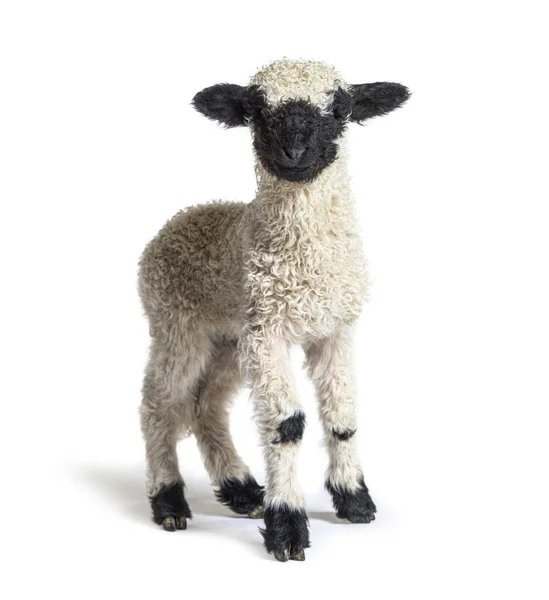 Profile Lovely Lamb Valais Blacknose Sheep Three Weeks Old Stock Photo ...