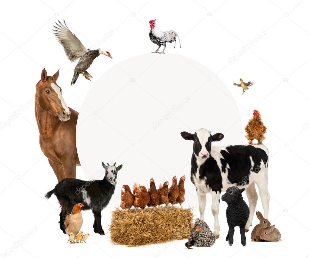 Group Of Farm Animals Together