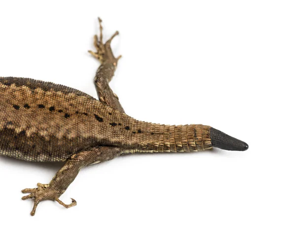 Top view of a Wall lizard with its tail cut Stock Photo by ©lifeonwhite ...