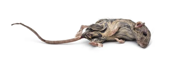 Corpse of a mouse Stock Photos, Royalty Free Corpse of a mouse Images ...