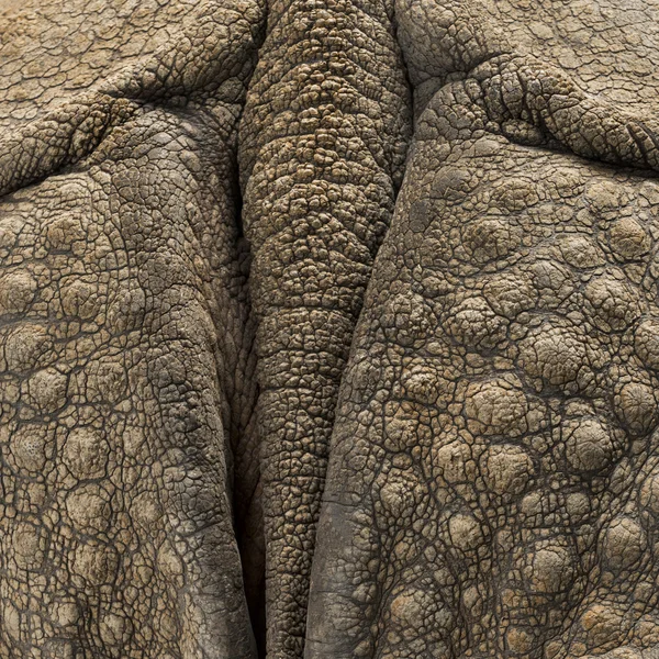 254,767 Animal skin Stock Photos, Animal skin Images | Depositphotos®