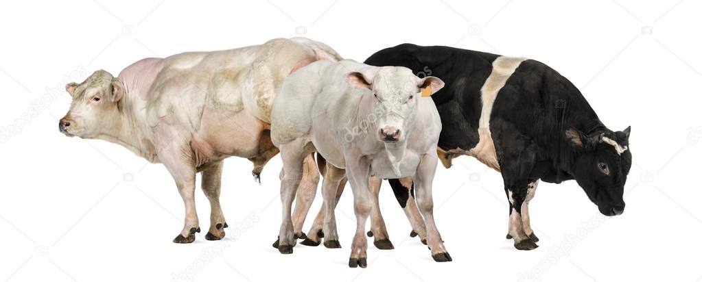 Belgian Blue Cattle Meat
