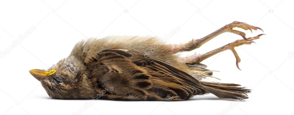 Dead Bird Clipart Flying